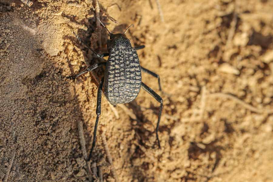 Birds of Saudi Arabia: Pitted Beetle – Dhahran Hills