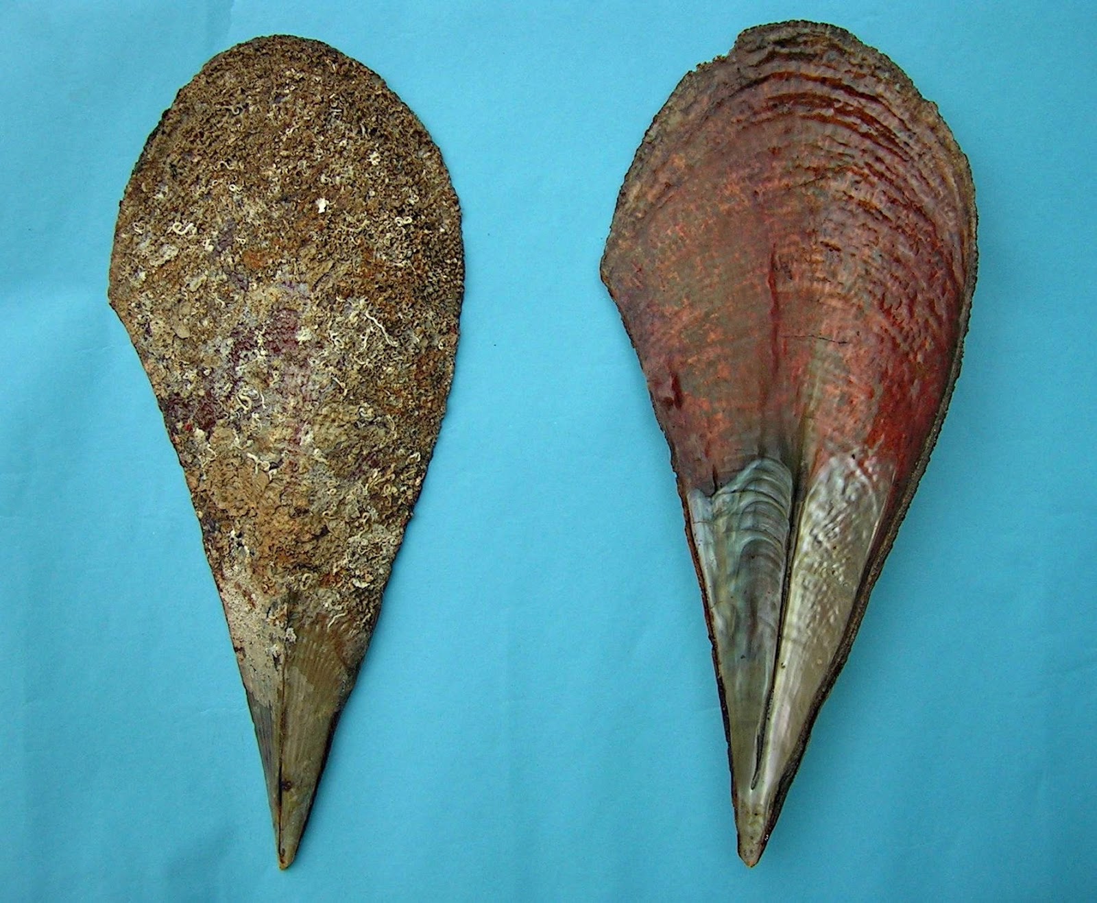 Real Monstrosities: Noble Sea Pen