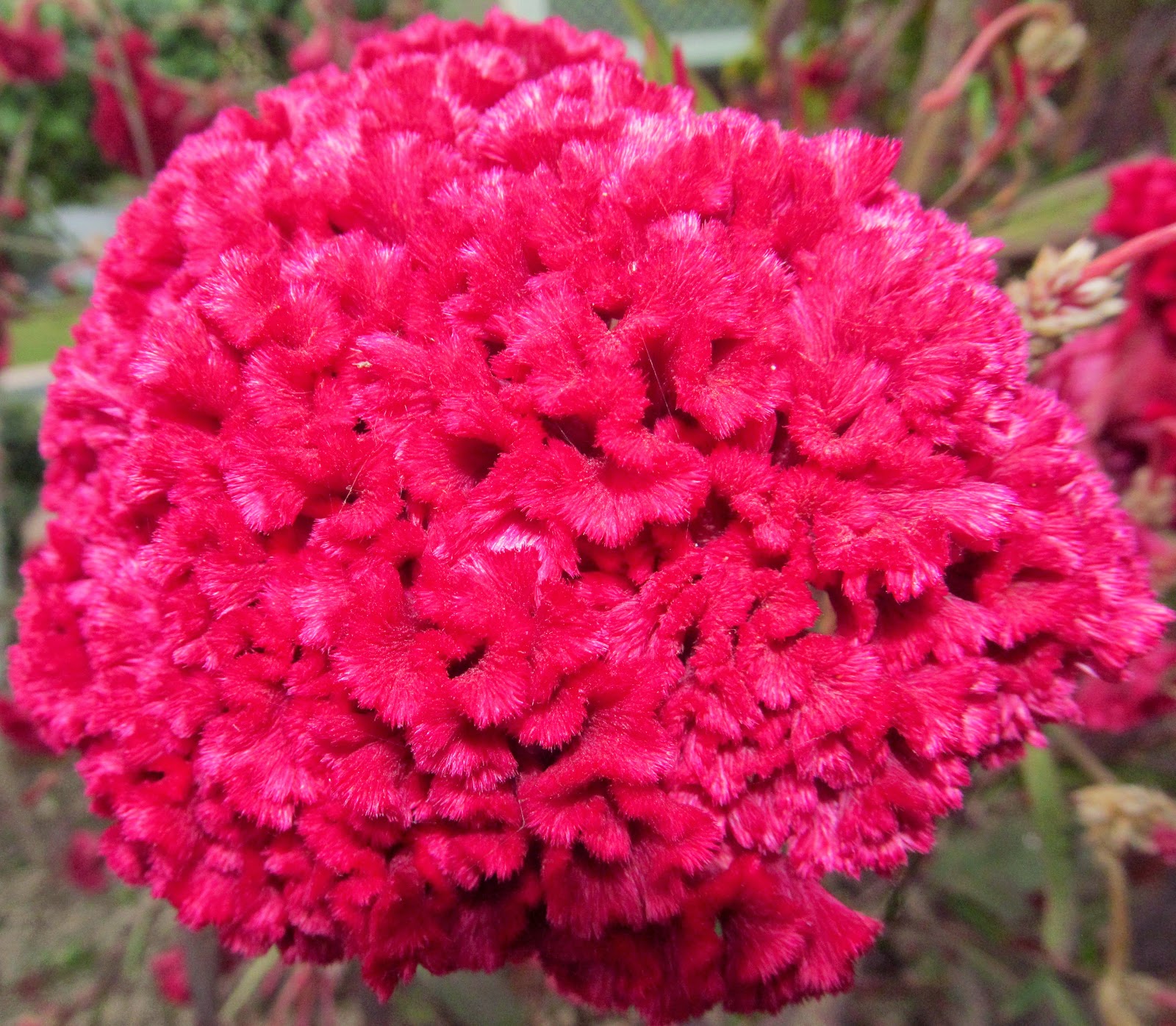 NATURAL & UNIQUE PHOTOGRAPHY: SPIDER ON THE PLUM PLANT FLOWER OR MURGA ...