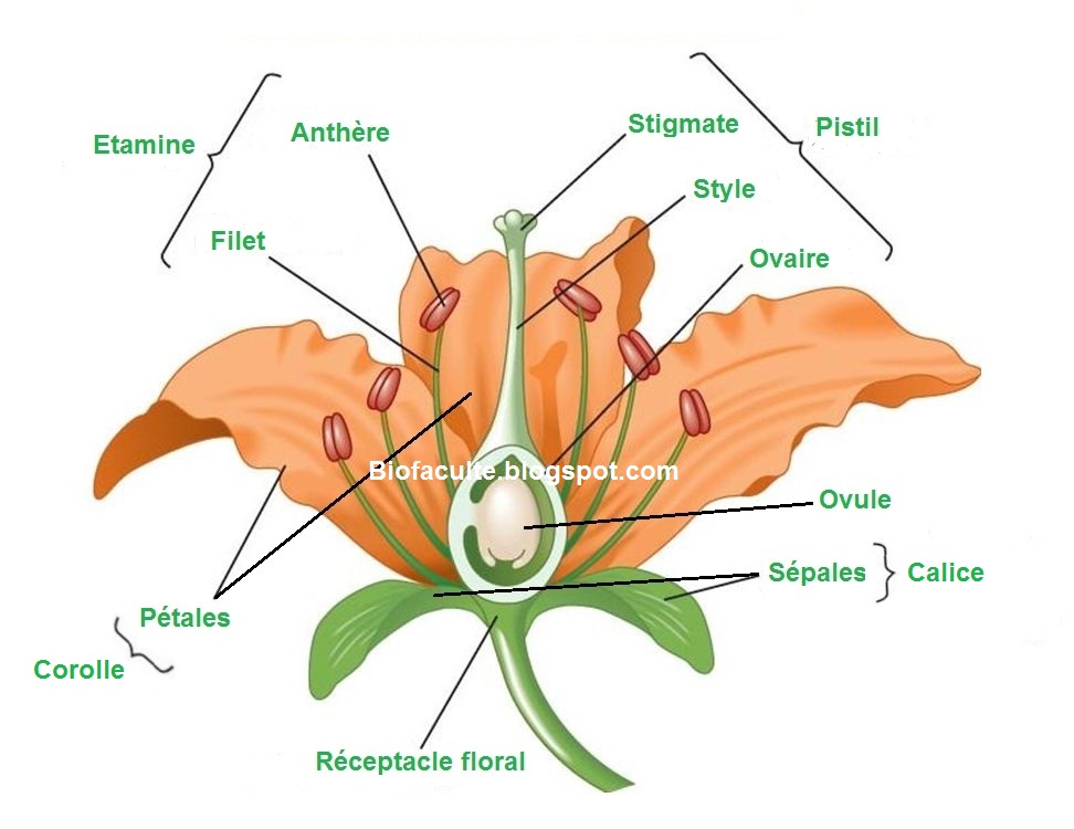 Structure Générale d'une Fleur d'Angiosperme | Bio faculté