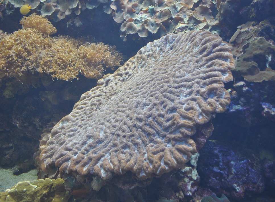 ZOOTOGRAFIANDO (6.100 ANIMALS): CORAL VALLE INTERMEDIO / INTERMEDIATE ...