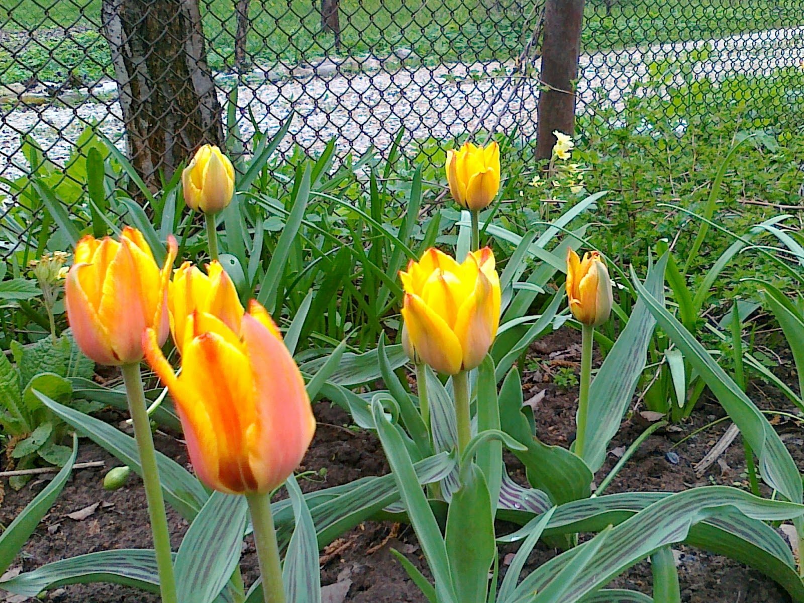 Tea's Garden Stories: Tulbid püsikupeenras