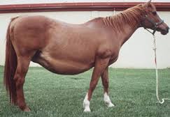 Horse Life and Love: All About ... Equine Infectious Anaemia