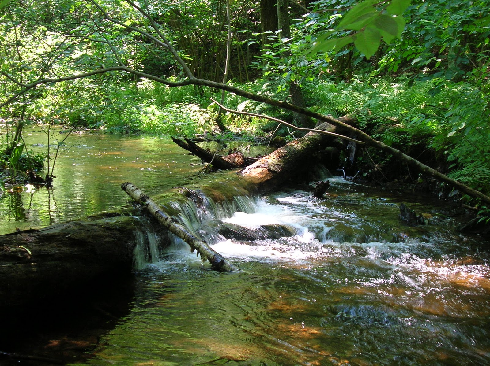 Small Stream Reflections: Springtime 2010, Revisited