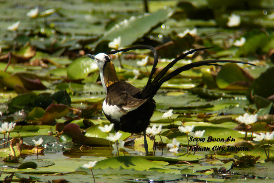 ALL-WILD...: Pheasant-tailed Jacana in Tainan