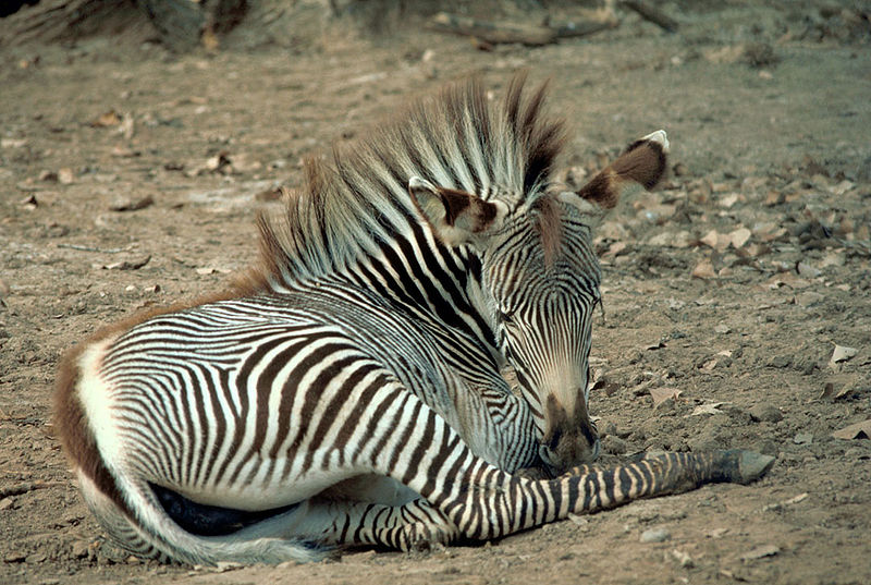 The Jungle Store: The Grévy's Zebra