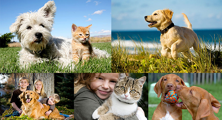 Burtch Animal Hospital - the highest quality of veterinarian services ...