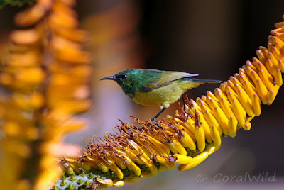 Coral Wild - A Safari Guides Diary: A Safari Guides Diary Sept 2009