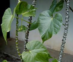 POHON BROTOWALI: BIBIT BROTOWALI
