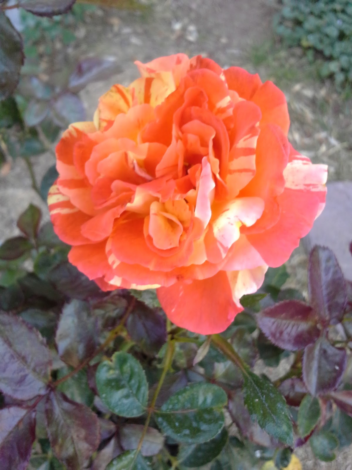 Epically Epic Soap Co.: Out of control rose obsession!