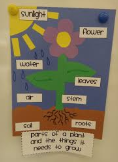 Arts & Crafts, English and Science Blog: Parts of a plant/ tree Example ...