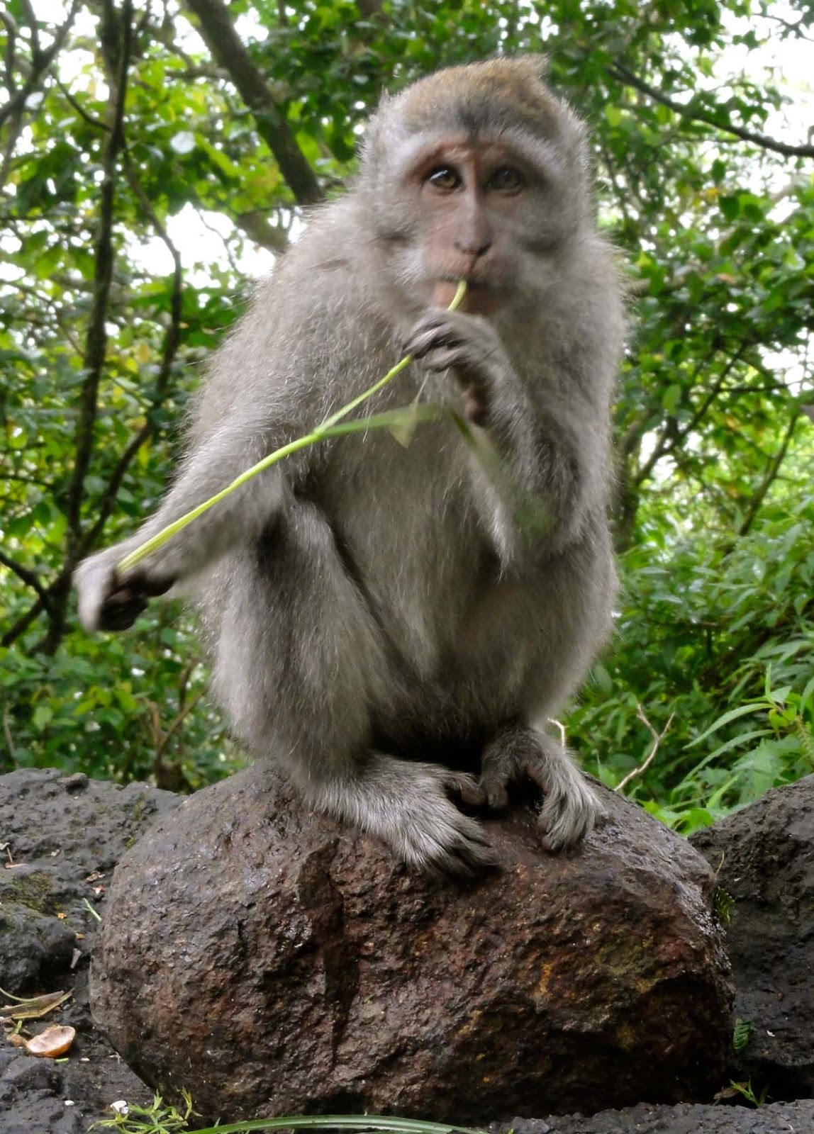 Do you have too many monkeys on your back? |The New PI Sets Up a Lab