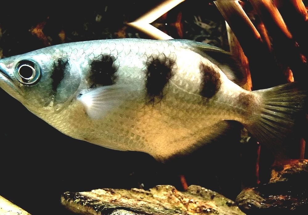 List Of Brackish Aquarium Fish Species - What Are Brackish Fish