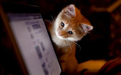 El futuro de internet está en los gatos
