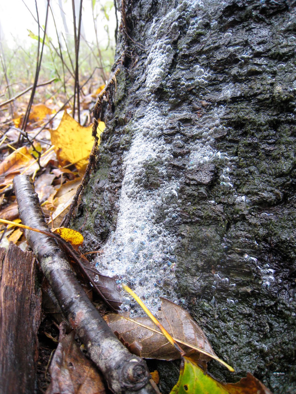 Rambling Hemlock: Nature Notes: Tree Foam