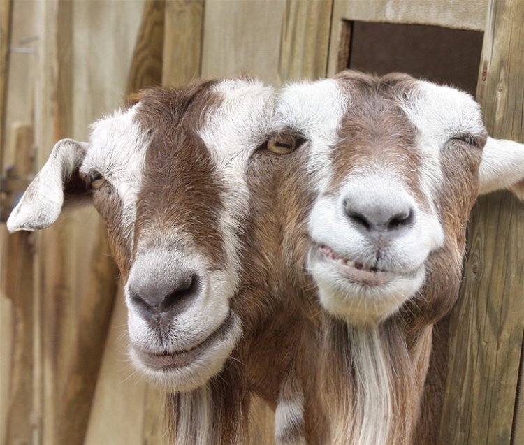 Amazing Photographs Wiki: Two Headed Animals Collection-3