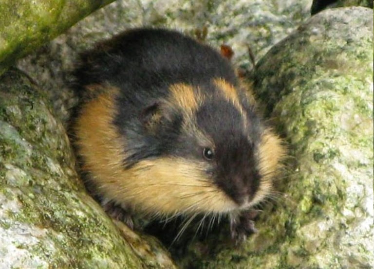 Rodney Willett's Blog: From daffodils in Devon to snowy owls in Bermuda