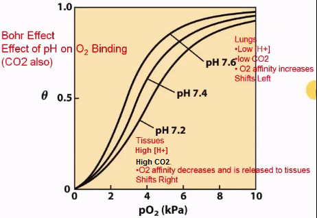 The Medical Cat: Hemoglobin and the Oxygen-Dissociation Curve (IB)