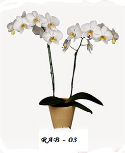 Bunga Meja Anggrek Bulan - Toko Bunga | Florist Jakarta | Toko Bunga ...