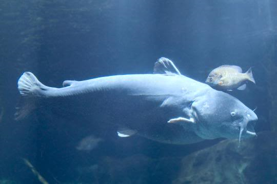 LOUNGE INSIGHT: 8 Ikan raksasa Air tawar - 8 Giant Freshwater Fish