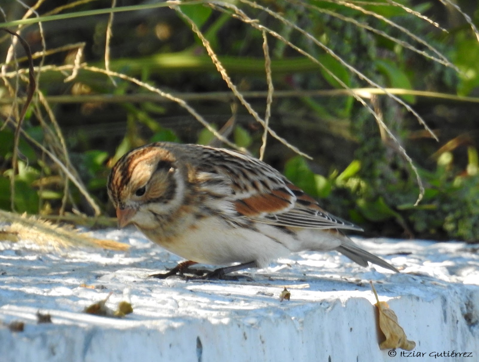 Surcando los Cielos: Escribano Lapón (Calcarius lapponicus) en Iparralde