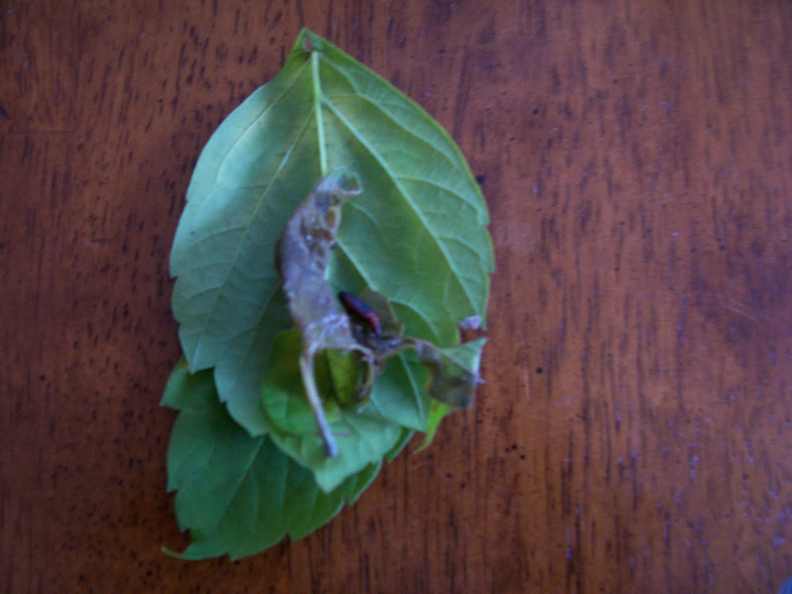 Pauley-Face Farm: Caterpillar Lapbook