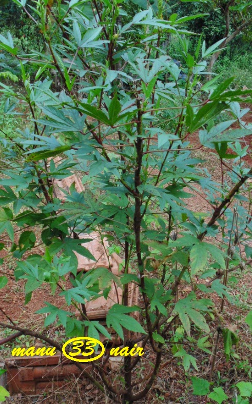papanasini: MATHI PULI (Hibiscus sabdariffa.)