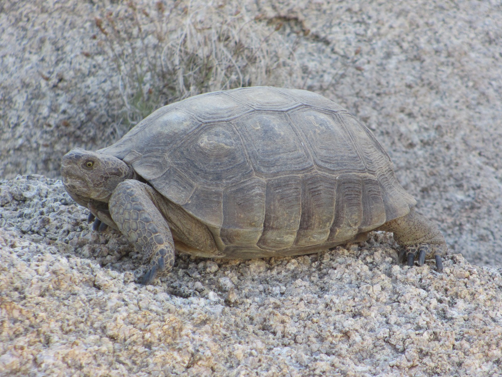 Cannundrums: Desert Tortoise II