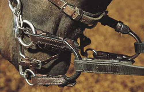 Horse Life and Love: All About - Bits (Part 2)