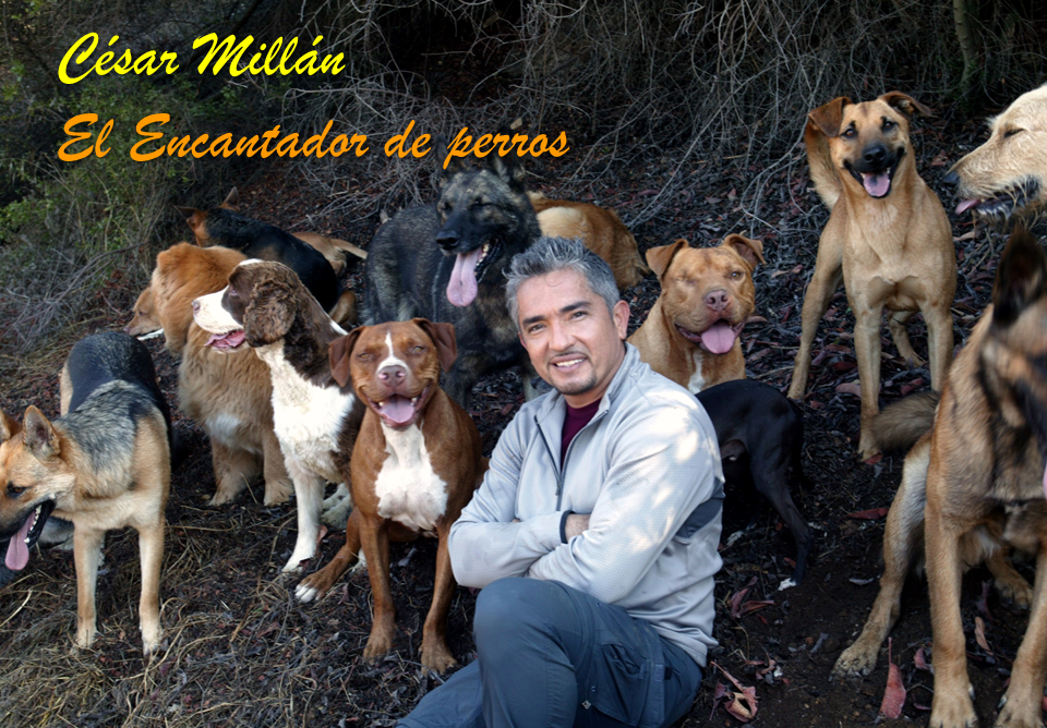 Vitaminas para el éxito / Vitamins for success: El Encantador de Perros