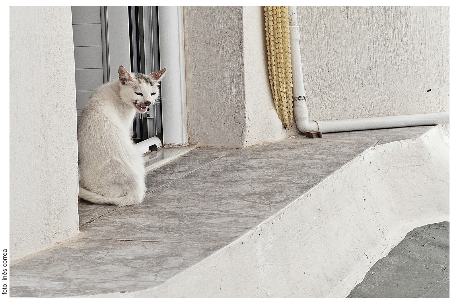 corpoemimagem: GATO GREGO, JEITO FELINO