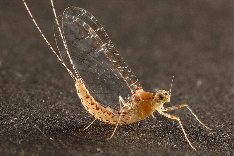 Mayfly | The Life of Animals