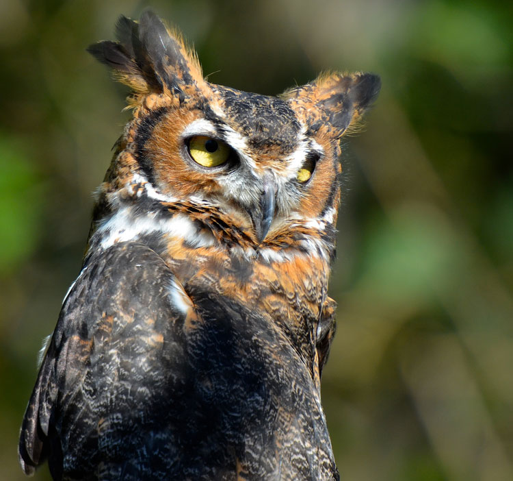 Red and the Peanut: Listening for our Great Horned Owls this winter...