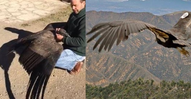White Wolf : Rescued Condor Returns to Hug Man Who Helped Save His Life