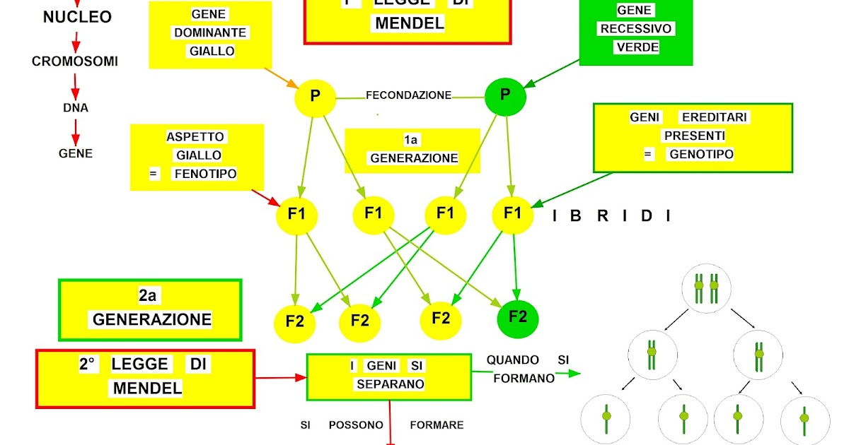 MAPPER: 2° LEGGE DI MENDEL