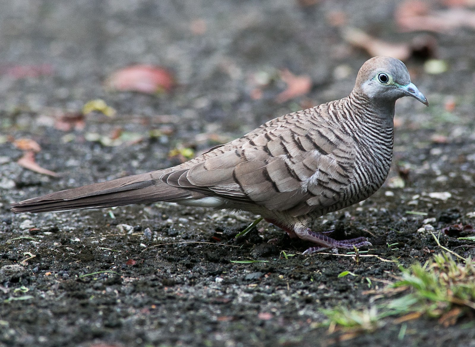 The Samosaurus Chronicles: The Zebra Dove