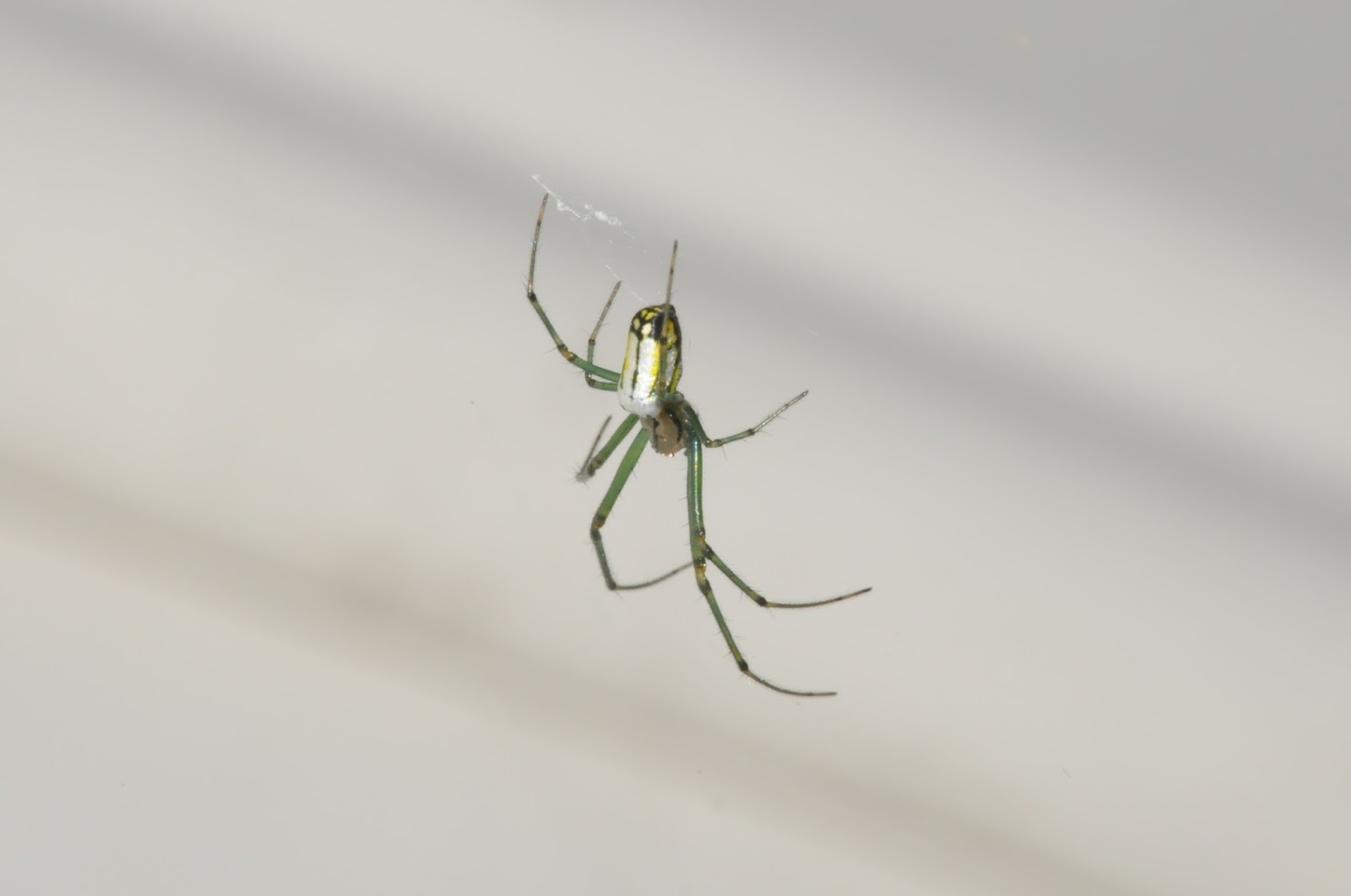 Triangle Naturalist: Spiders along the Eno River