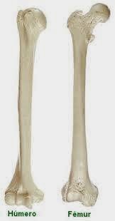 Morfofisiologìa 1 para enfermeras: Generalidades de Osteología