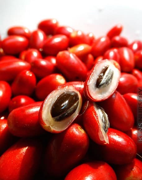 5 Manfaat Buah Ajaib Miracle Fruit Untuk Tubuh Sehat