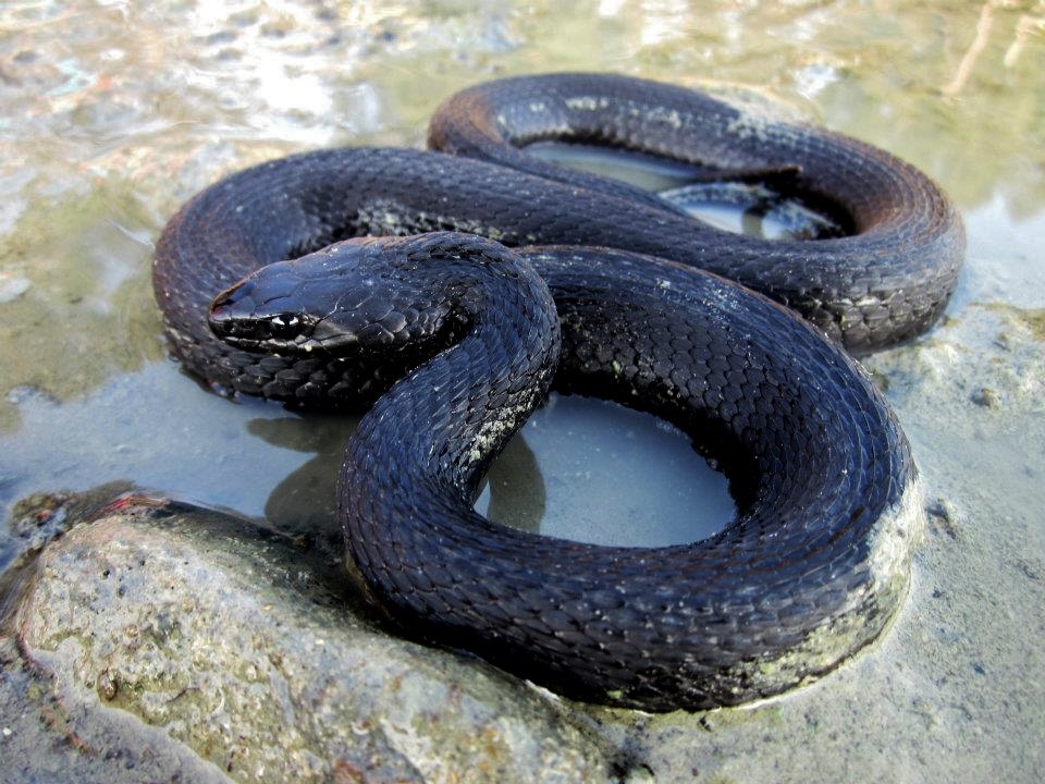 Ερπετά και αμφίβια της Κύπρου - Reptiles and amphibians of Cyprus by ...