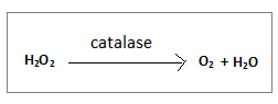 #19. Following the course of an enzyme-catalysed reaction | Biology ...