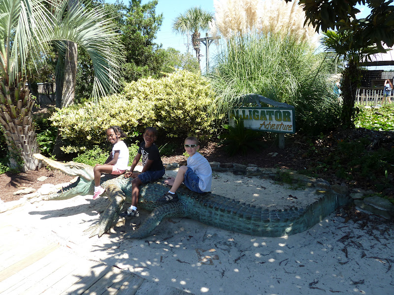 The Wellspring of Life: Alligator Adventure