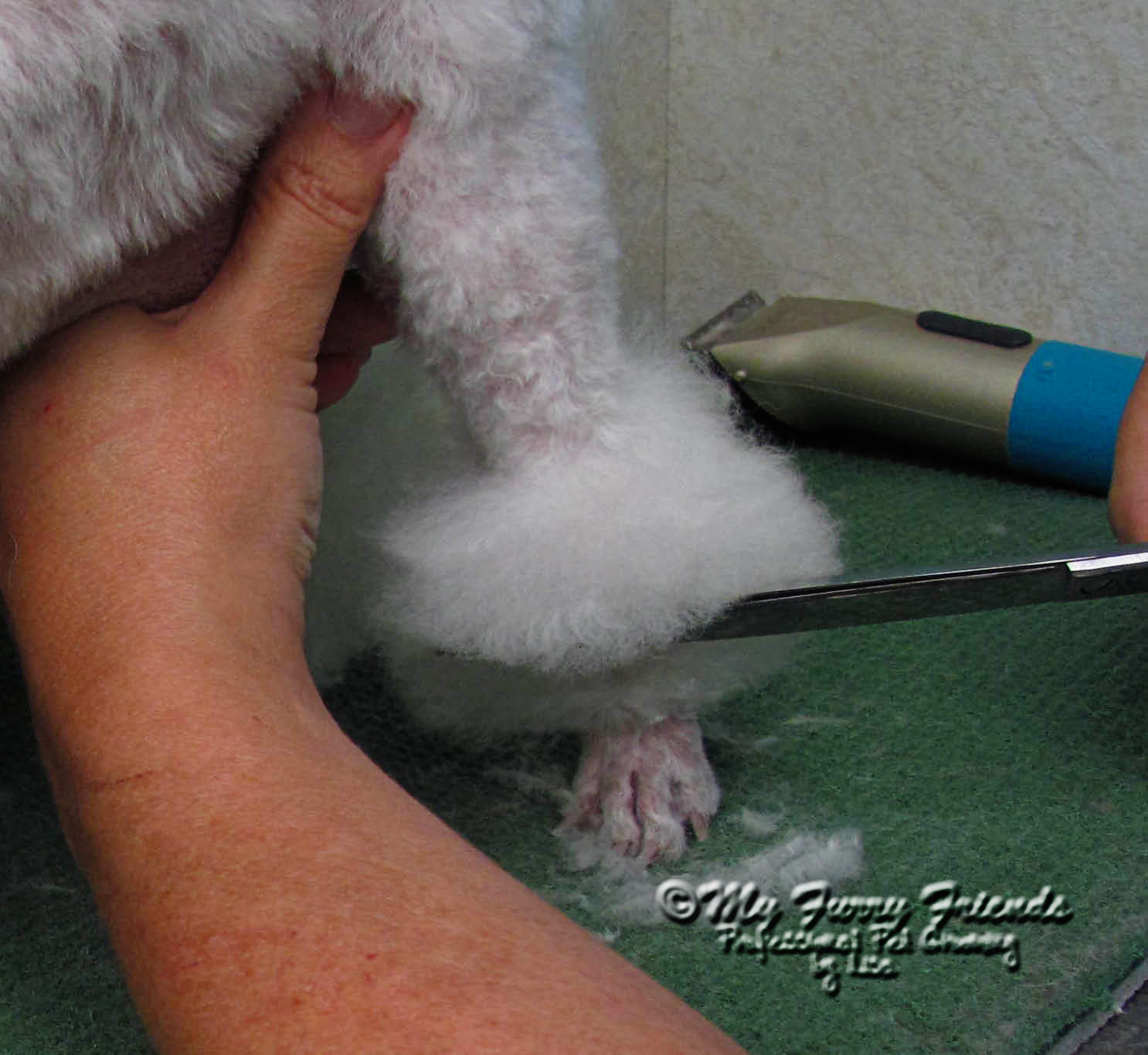 Pet Grooming: The Good, The Bad, & The Furry: Tuesdays Tip..Scissoring ...