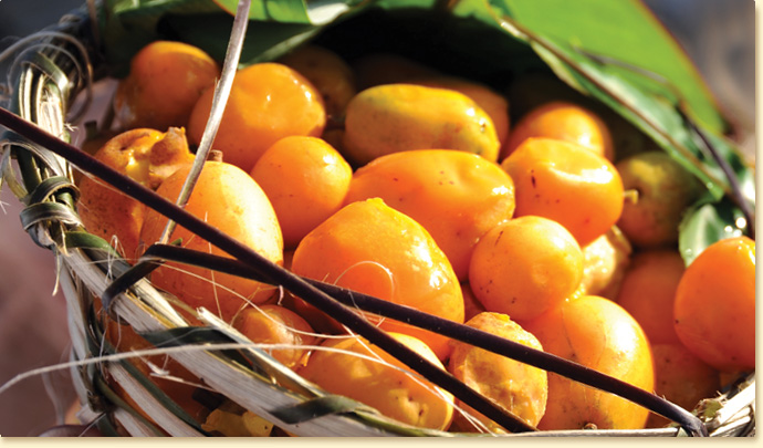 Isreview: Spring's Soft Drinks "Countries"