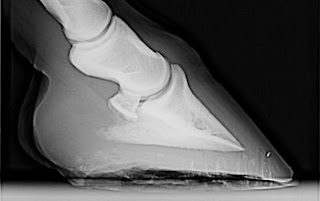 Horse Life and Love: All About ... Pedal Osteitis