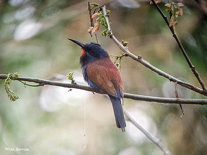 Tierra de Calaos y del Martín pescador: Abejaruco cabeza azul (Merops ...