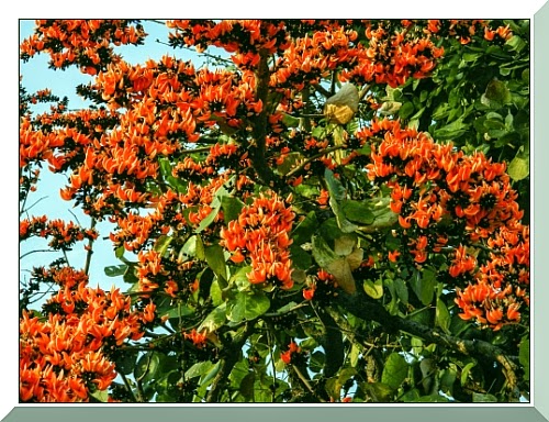 The Palash Tree - Magic of Medicinal Herbs and Flowers and Back Pain