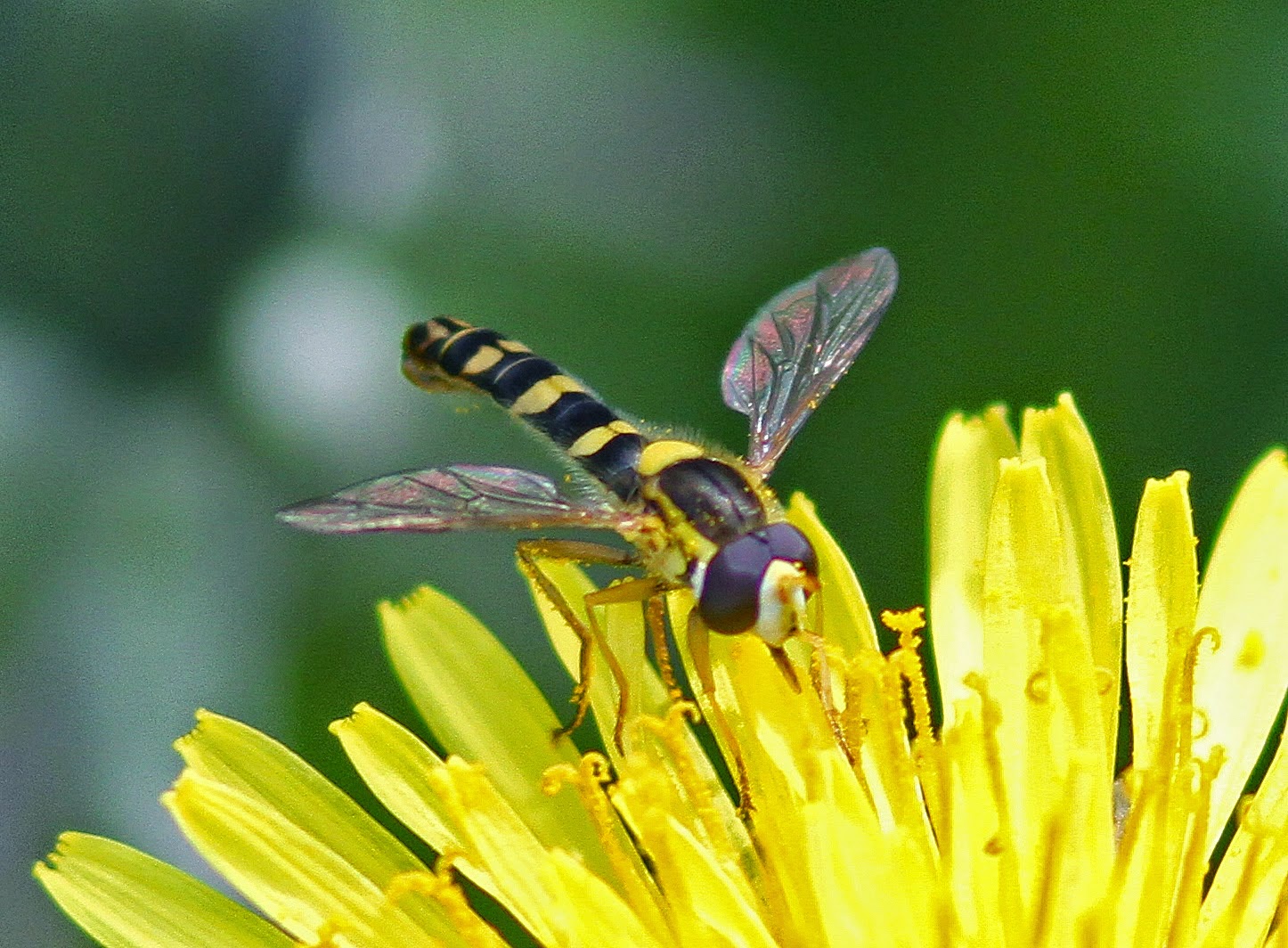 Non-stop Birding X: Hoverflies