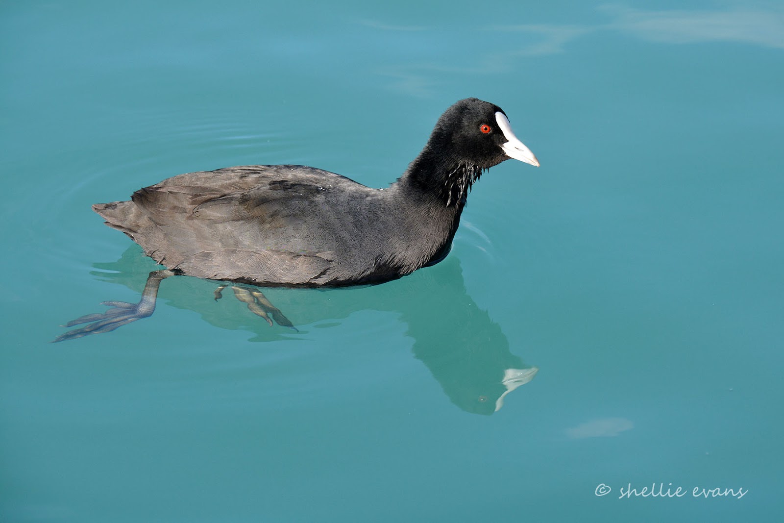 Two Go Tiki Touring: The Birds of Ohau Canal