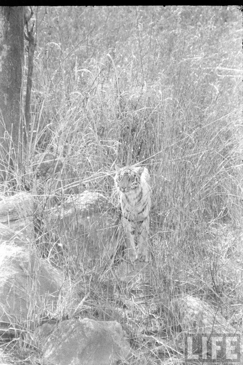 Tiger Hunting Photographs of India - 1965 (Part-2) - Old Indian Photos